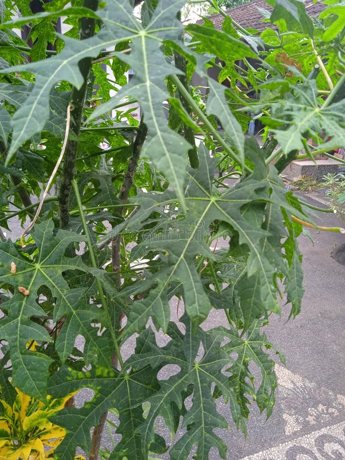 Cnidoscolus Aconitifolius Commonly Known As Chaya or Tree Spinach ...