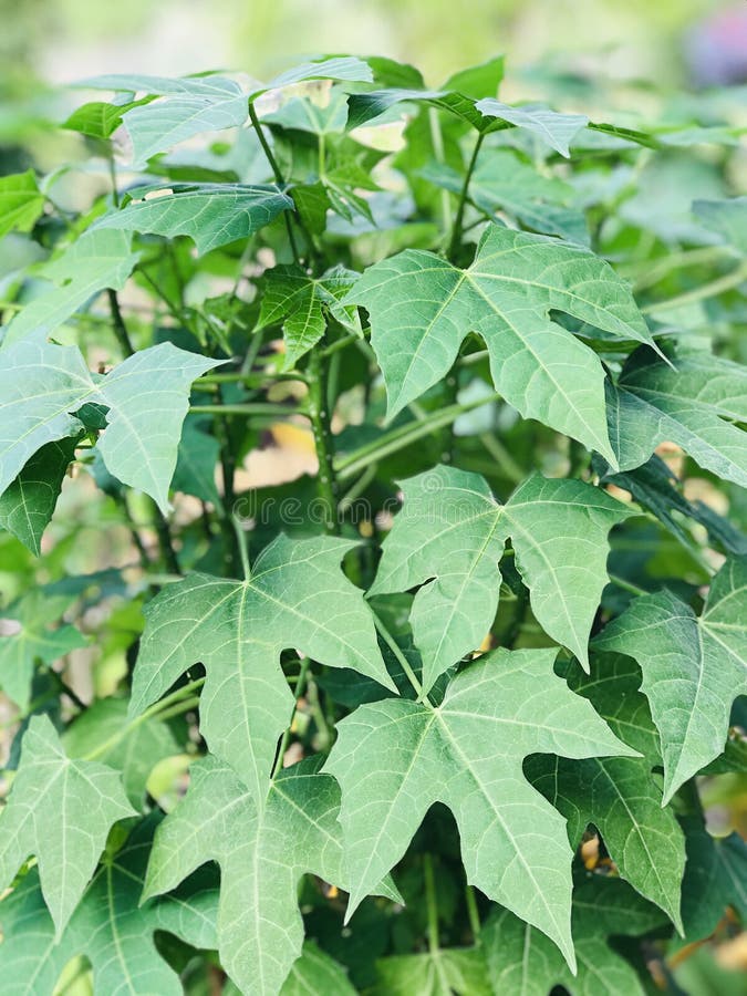 -chaya Cnidoscolusaconitifolius Oder. Stockfoto - Bild von zentral ...