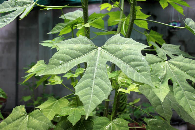 Chaya plant flowers stock image. Image of hand, herb - 118750737