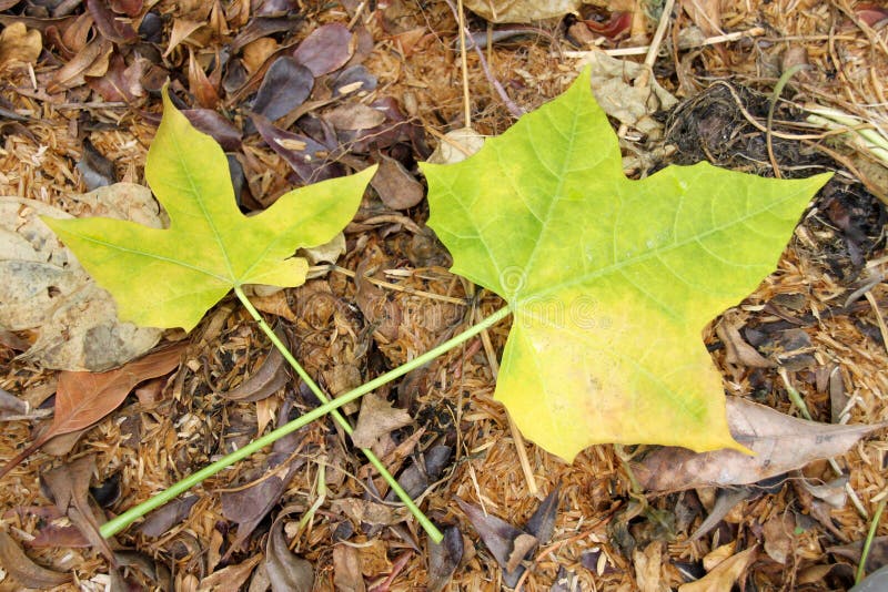 Chaya Leaf (Cnidoscolus Aconitifolius) is a Vegetable Plant Stock Image ...
