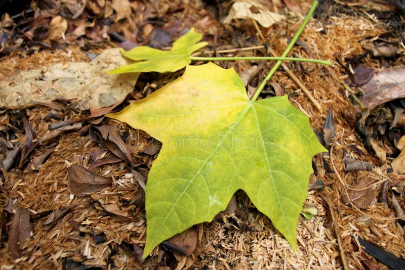 Chaya leaf stock photo. Image of farming, digest, black - 92347736