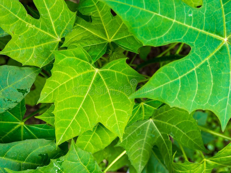 Chaya leaves 001 stock image. Image of name, fresh, evergreen - 107784627