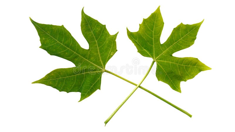 Chaya spinash foto de archivo. Imagen de arbusto, arce - 245545268