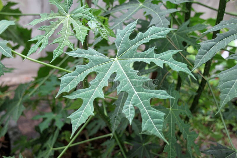 Chaya tree stock photo. Image of plant, gardening, environment - 92370306