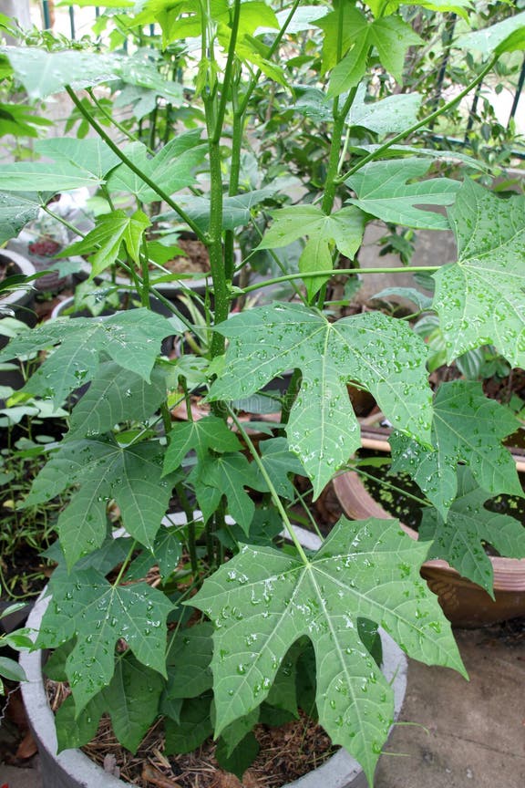 Chaya tree stock image. Image of home, natural, plant - 92370307