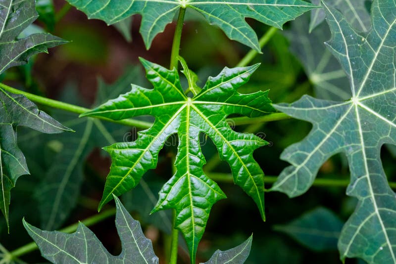 Chaya or Tree Spinach, is a Large, Growing Leafy Perennial Shrub Stock ...