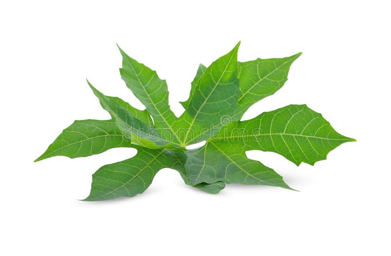 Chaya Vegetables Stock Photos - Free & Royalty-Free Stock Photos from ...