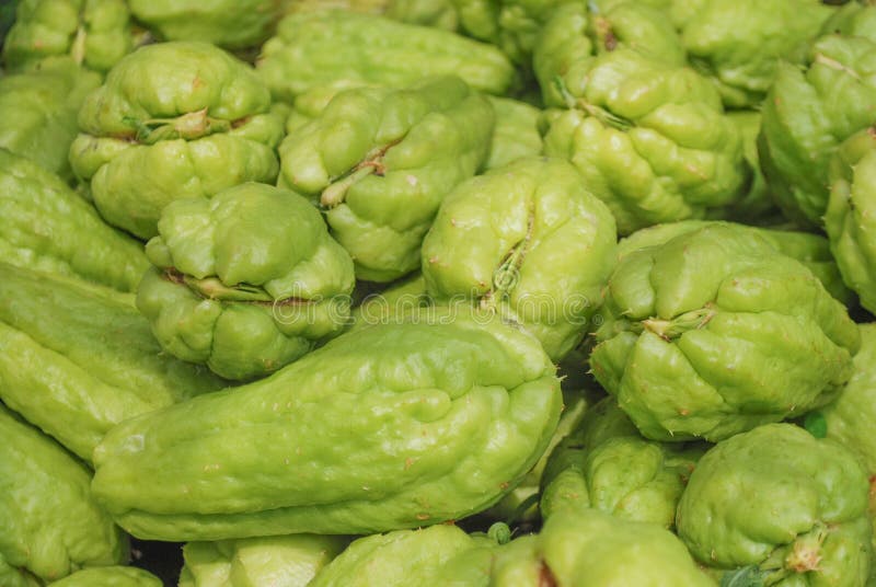 Chayote stock image. Image of edible, green, healthy - 28261027