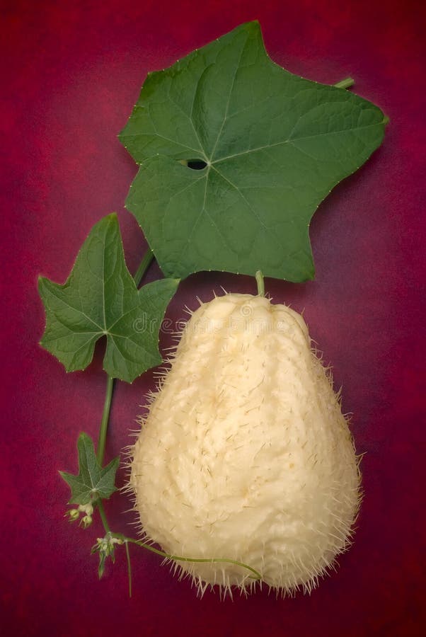 Chayote, edule de Sechium imagen de archivo. Imagen de fresco - 20169557