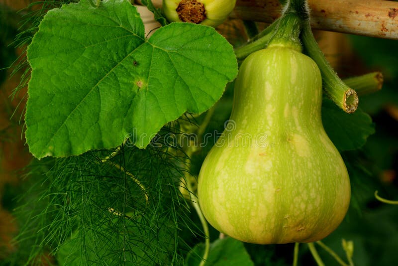 El Chayote (edule De Sechium) Es Una Verdura Foto de archivo - Imagen ...