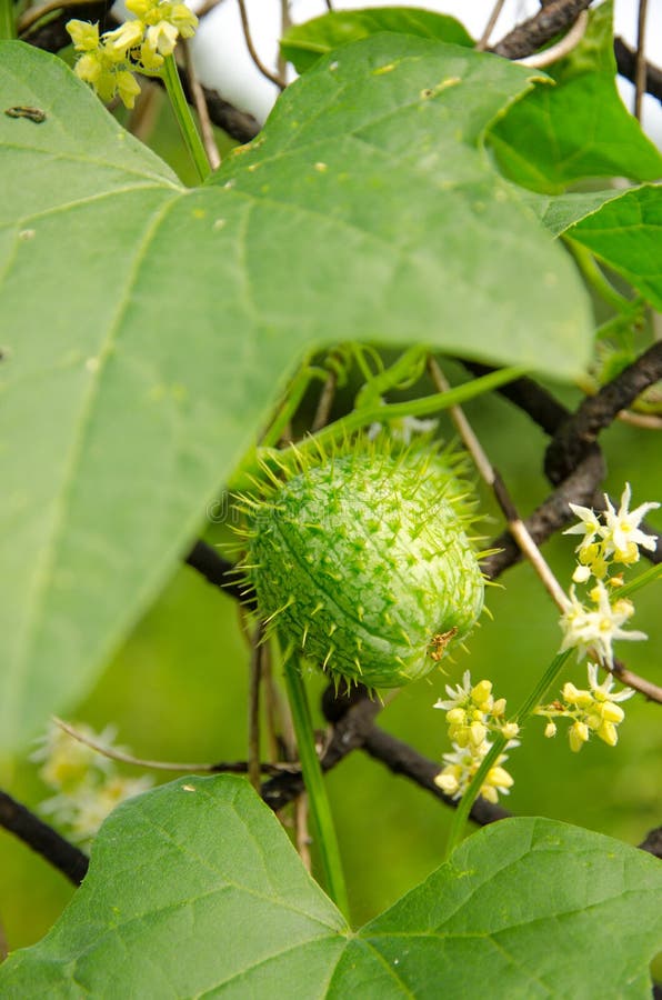 Chayote stock photo. Image of chayote, edule, choko, mirliton - 33938072