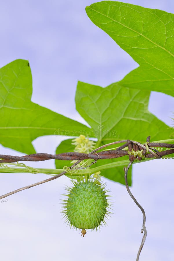 Chayote stock image. Image of choko, carabbean, chocho - 33938077