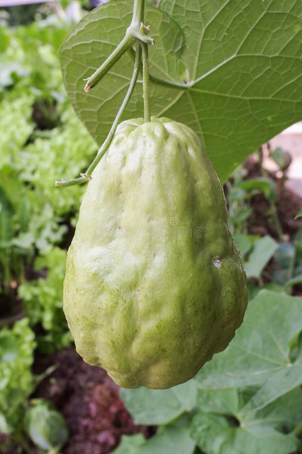 A chayote growing on vine stock image. Image of sweet - 88497553