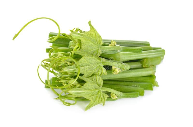 Chayote Leaves and Stem on White Stock Photo - Image of white ...
