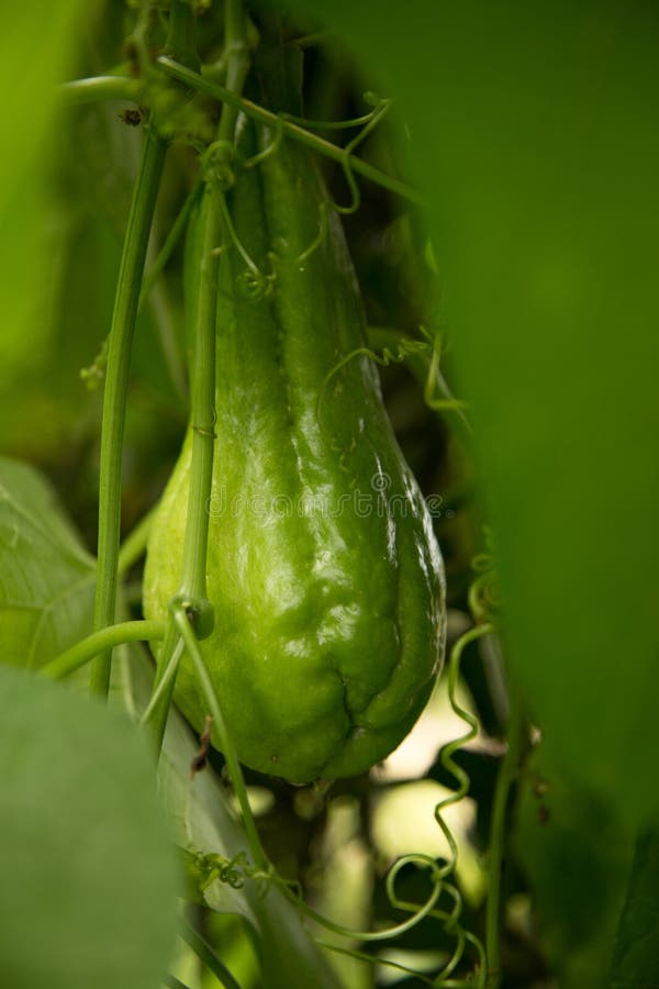 Vine of chayote stock image. Image of green, leafy, container - 28261079