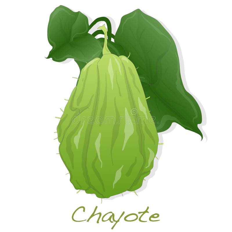 Chayote stock vector. Illustration of illustration, delicious - 26032138