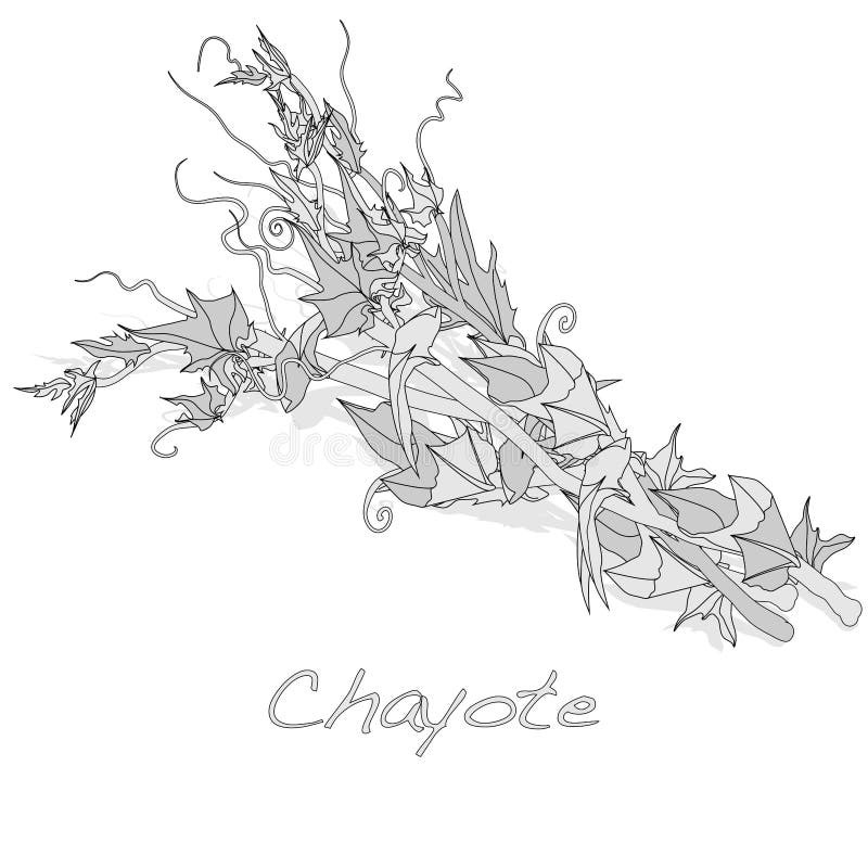 Chayote Vector Stock Illustrations – 275 Chayote Vector Stock ...