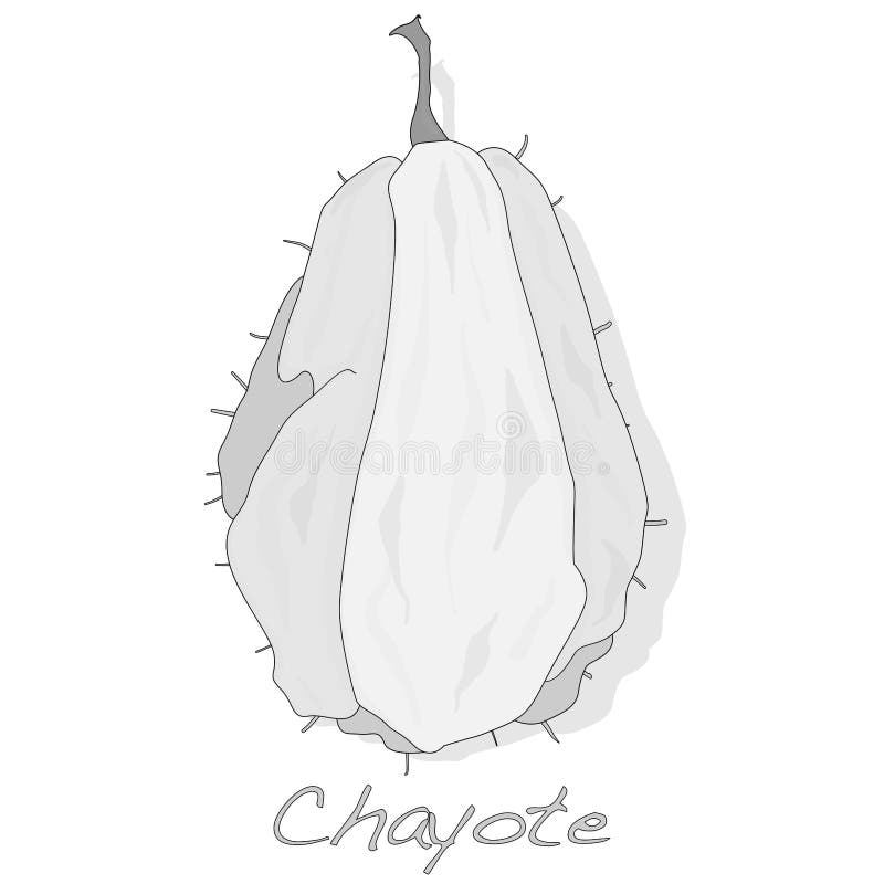 Chayote Isolated On White Background. Stock Illustration - Illustration ...