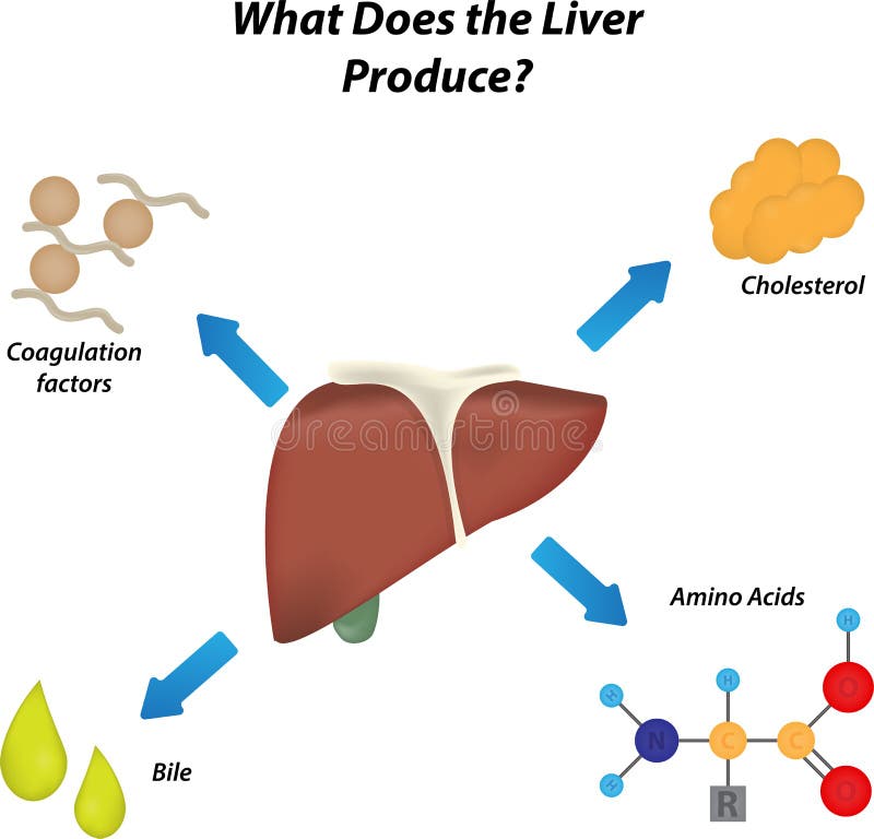 Che Cosa Il Fegato Produce? Illustrazione Vettoriale - Illustrazione di ...