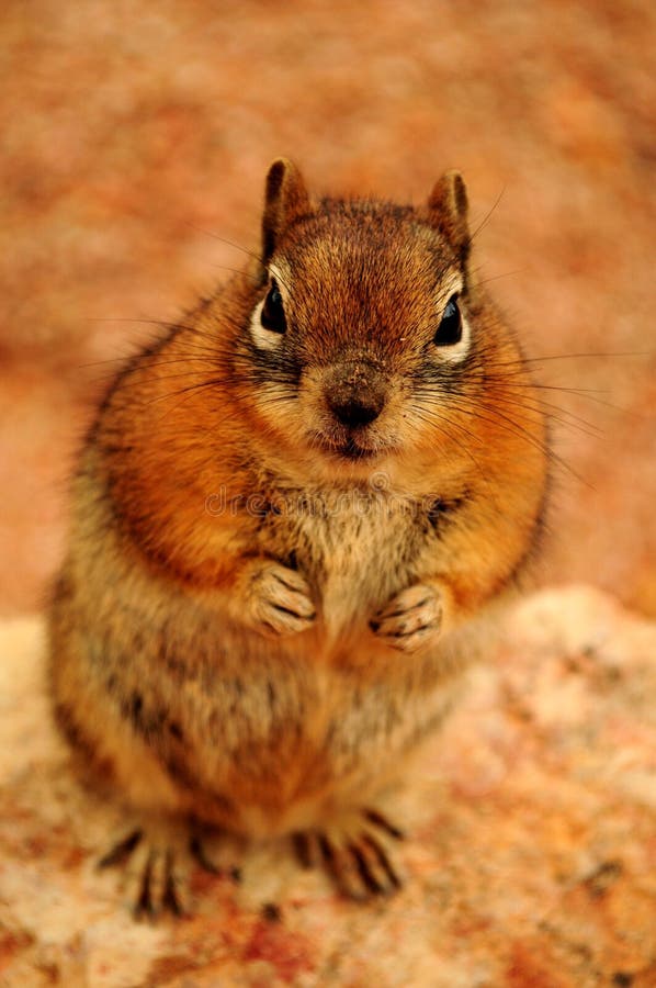 226 California Chipmunk Stock Photos - Free & Royalty-Free Stock Photos ...