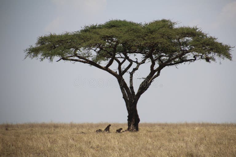 Cheata Prints Stock Photos - Free & Royalty-Free Stock Photos from ...