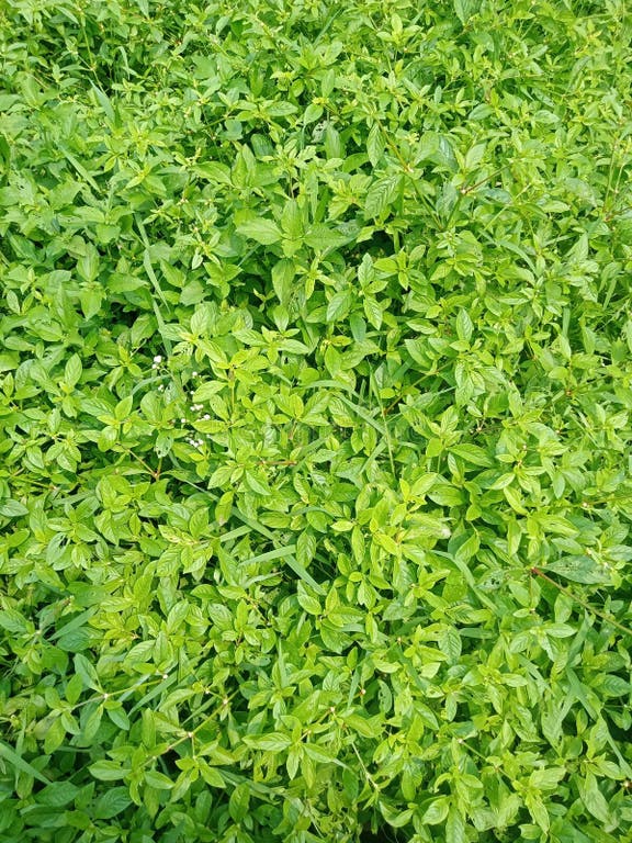 Check the Green Grass in the Yard Home Stock Image - Image of grass ...