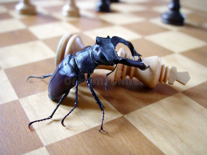 Check Mate Cheater Picture. Image: 4938489