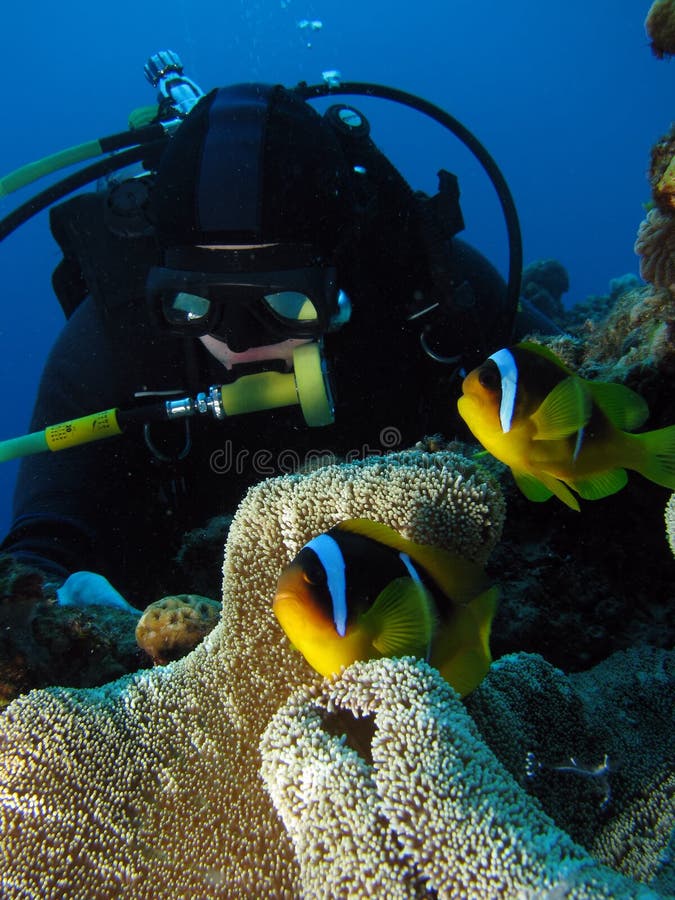 Check out the fish stock photo. Image of nemo, fish, imitate - 4195258