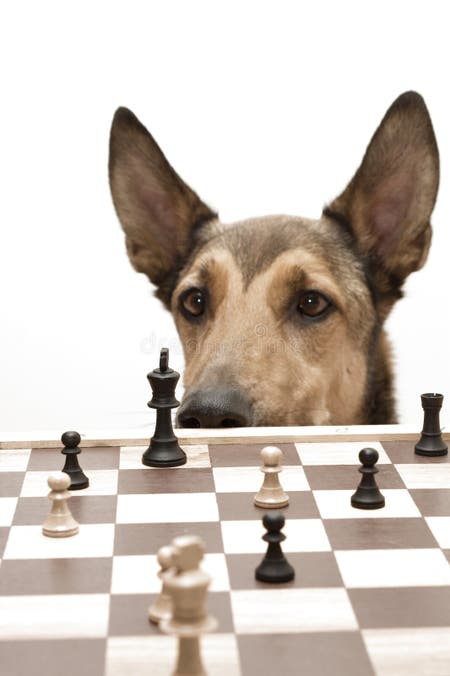 Check! Playing Chess Like a Dog Stock Photo - Image of pets, training ...