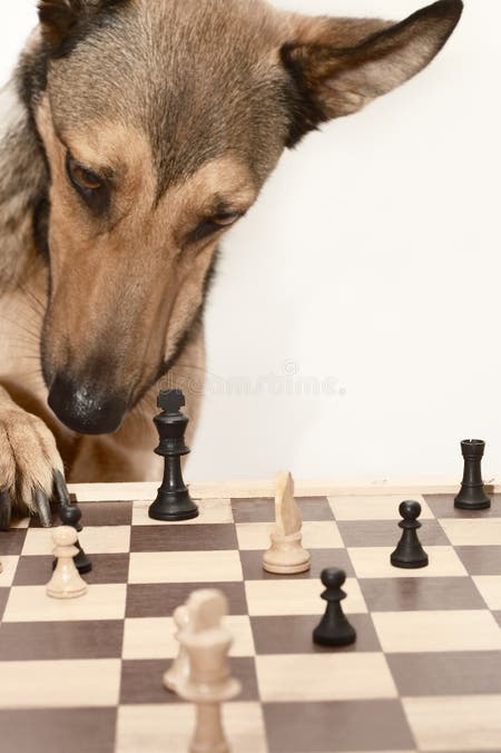 Check! Playing Chess Like a Dog Stock Photo - Image of smart, pets: 1255800