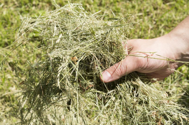 Check the Quality of the Hay Stock Photo - Image of culture, work ...