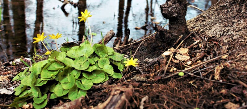 Check is it spring or not stock image. Image of trees - 114036527