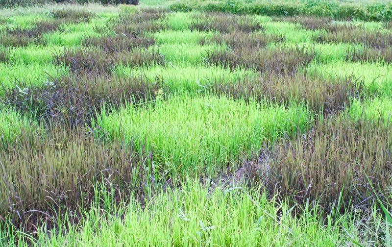 Checked Design of Paddy Field Stock Photo - Image of healthy, food ...