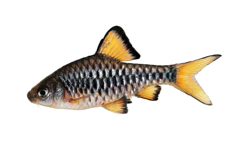 Checker Barb Aquarium Fish Oliotius Oligolepis Stock Image - Image of ...