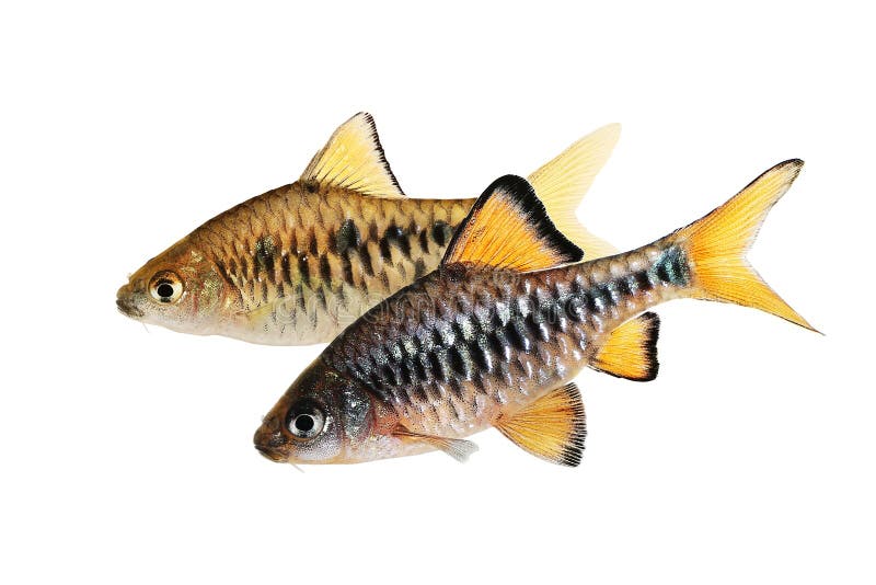 Checker Barb Aquarium Fish Oliotius Oligolepis Stock Photo - Image of ...