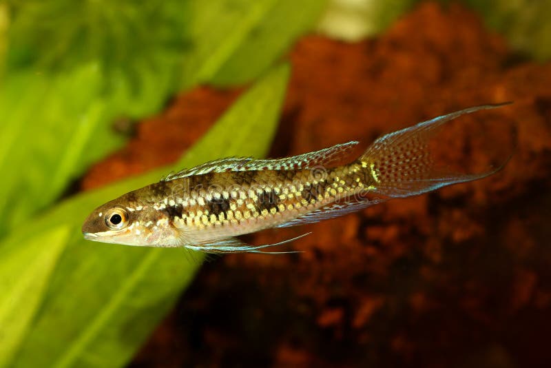 Checkerboard Cichlid Dicrossus Filamentosus Aquarium Fish Dwarf Cichlid ...