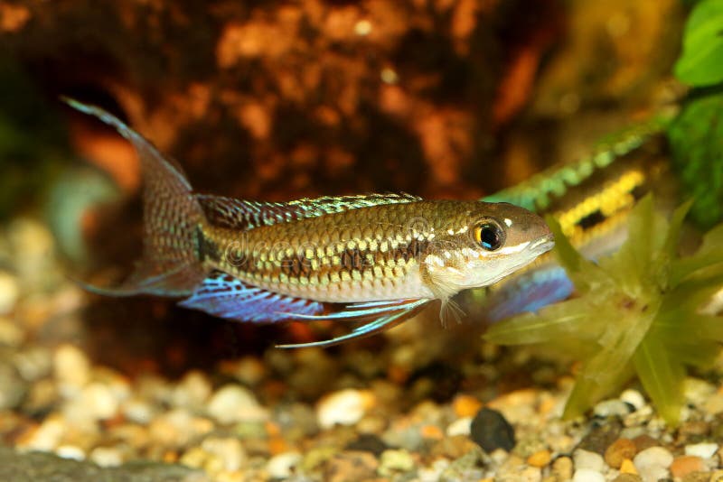 Checkerboard Cichlid Dicrossus Filamentosus Aquarium Fish Dwarf Cichlid ...