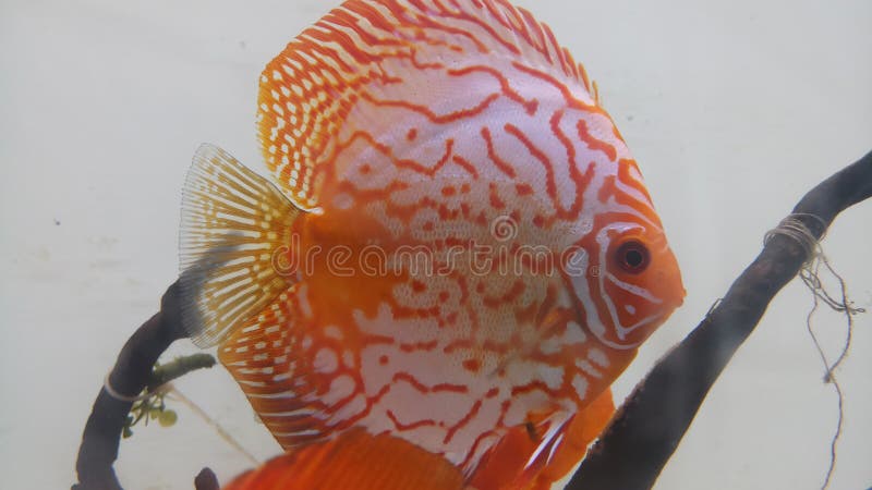 Checkerboard Discus in Aquarium Stock Image - Image of background ...