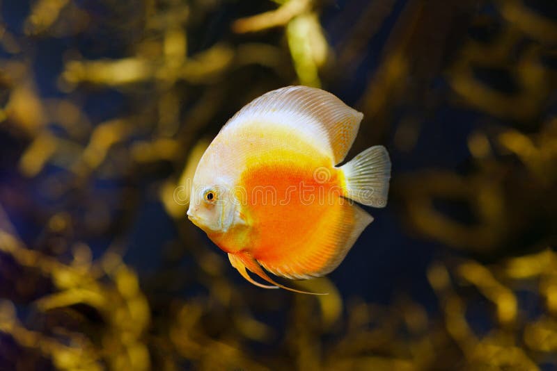 Checkerboard Discus Fish in Amazon River Stock Image - Image of ...