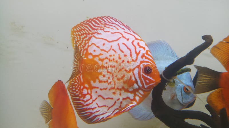 Checkerboard Discus Fish in Aquarium Stock Image - Image of colourful ...