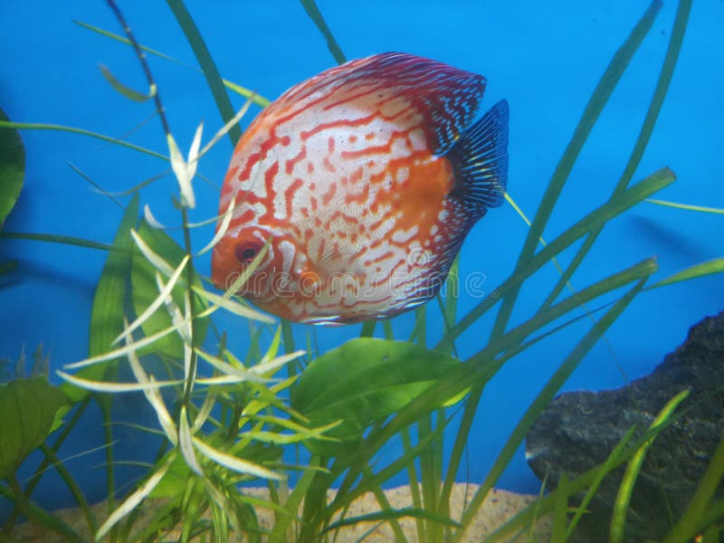 Checkerboard Discus Fish in Aquarium Stock Image - Image of ...