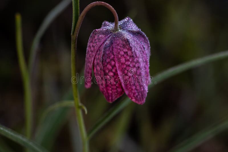 Checkerboard flower stock photo. Image of meleagris - 206256952