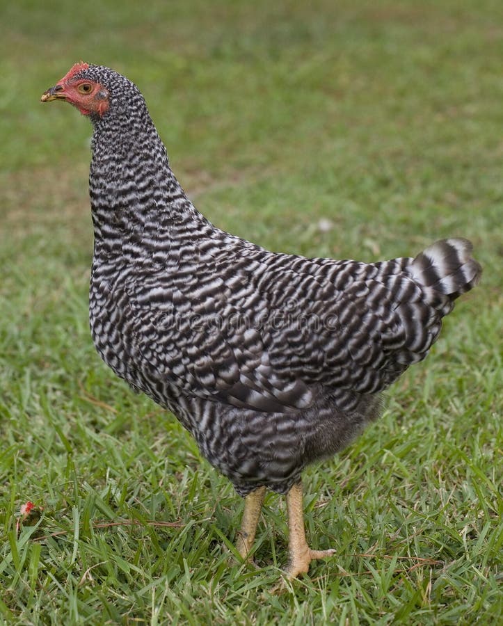 Checkerboard hen stock photo. Image of wings, female - 12081440