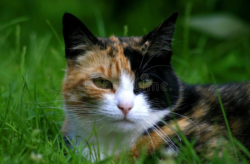 Checkered cat stock image. Image of black, grass, green - 954615