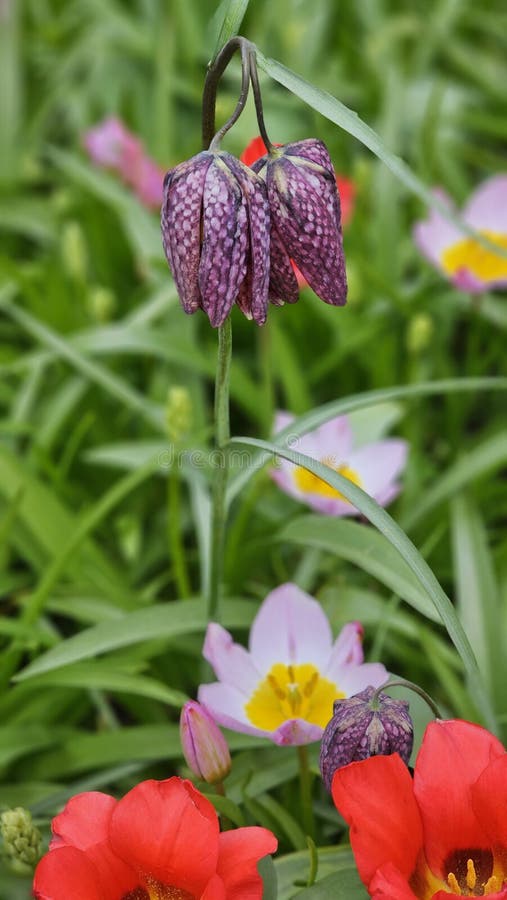 Checkered Flower or Checkered Lily. Purple Checkered Rare Flower Stock ...