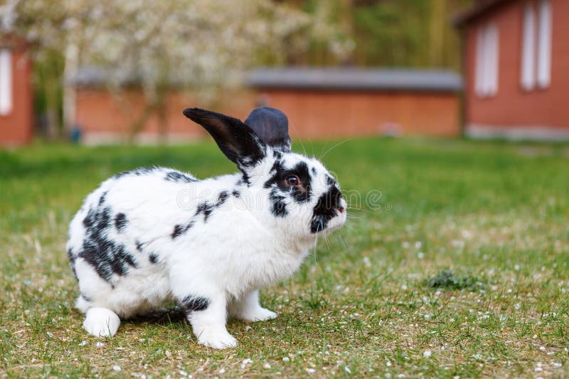 Checkered giant rabbit stock image. Image of agriculture - 85611363