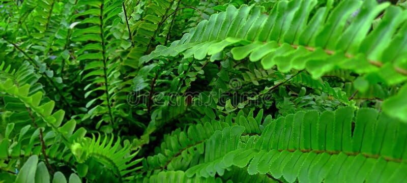 Checkered Long-stemmed Leaves Stock Image - Image of vegetation, jungle ...