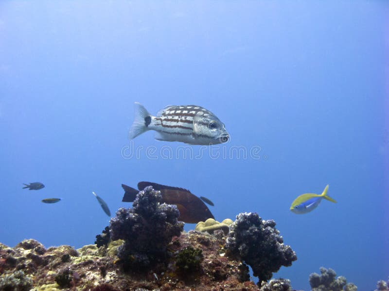 Checkered Snapper stock image. Image of andaman, nature - 52282897