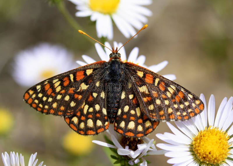Checkerspot Butterfly stock image. Image of wildlife - 204609955