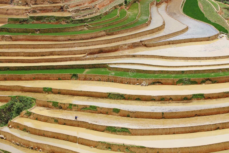Checking the fields stock photo. Image of harvest, planting - 32335268